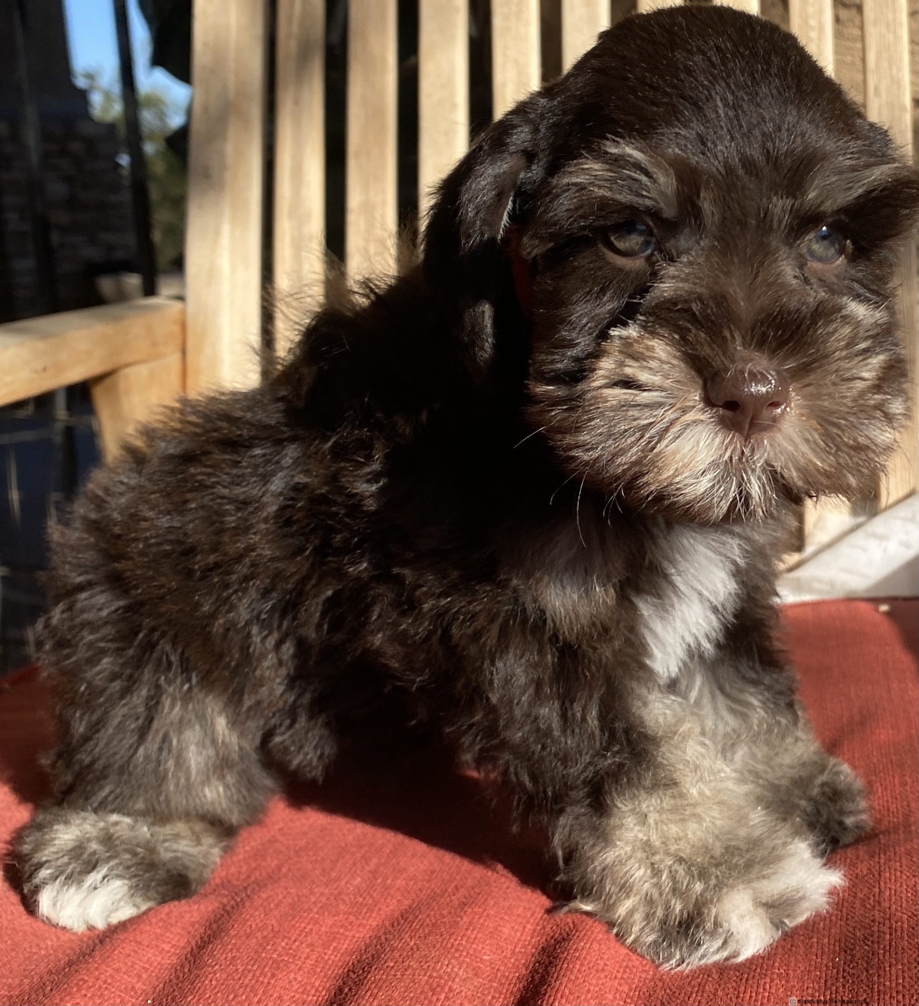 Past Litters – Sparkling Schnauzers – Miniature Schnauzers Breeders in ...