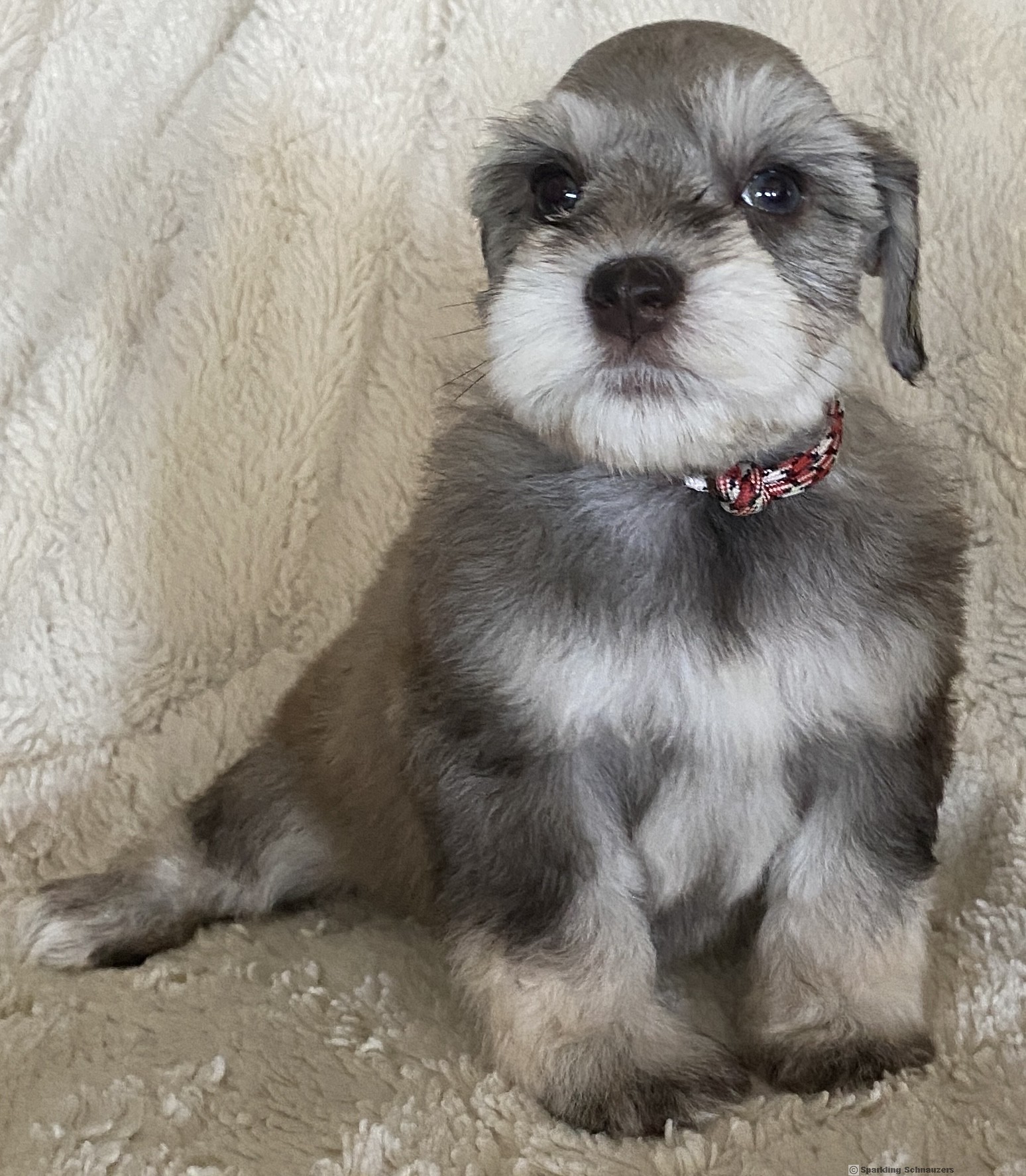 Miniature Schnauzer Puppies for Sale | Phoenix Arizona Breeder