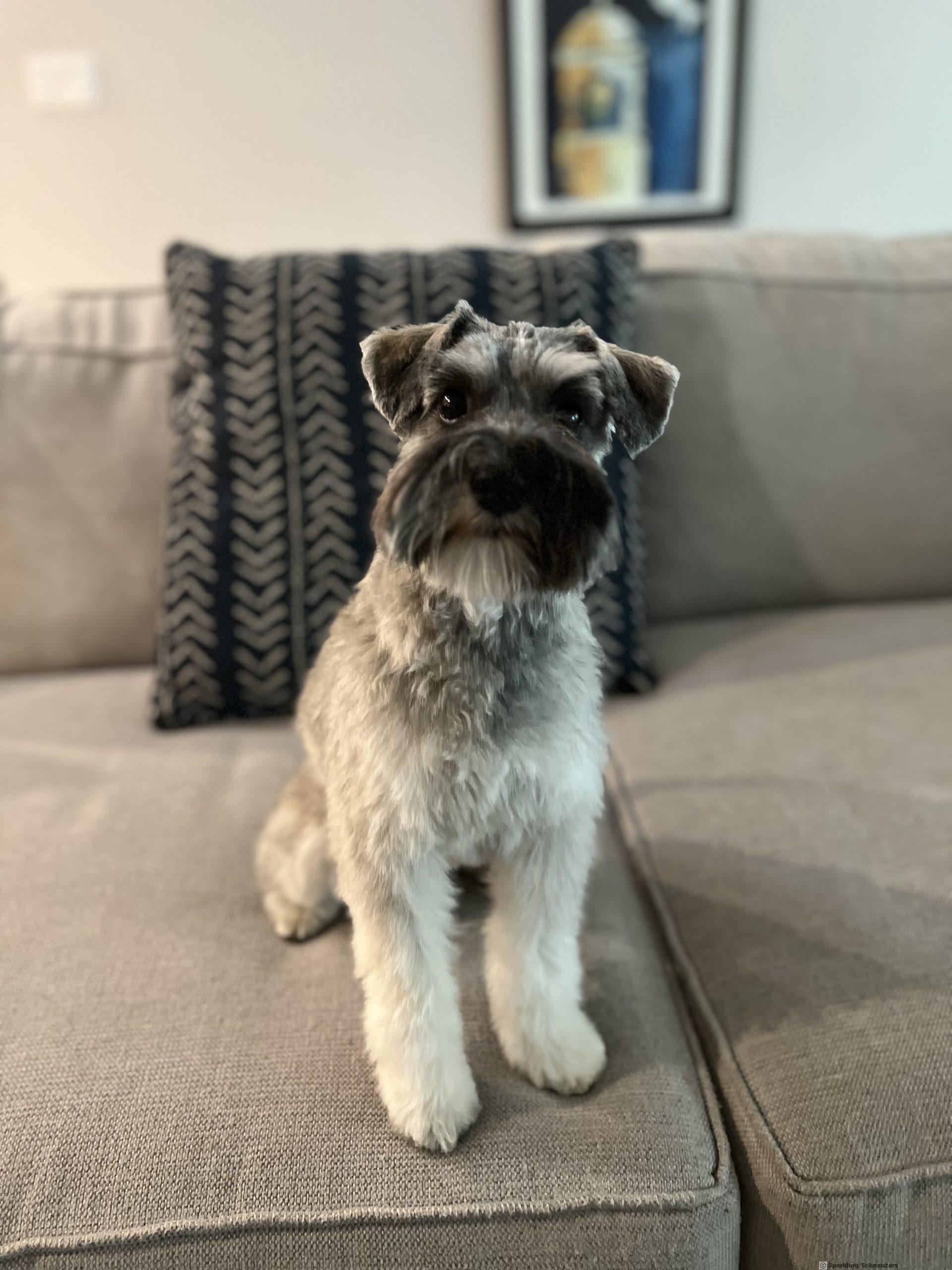Upcoming Litters – Sparkling Schnauzers – Miniature Schnauzers Breeders ...